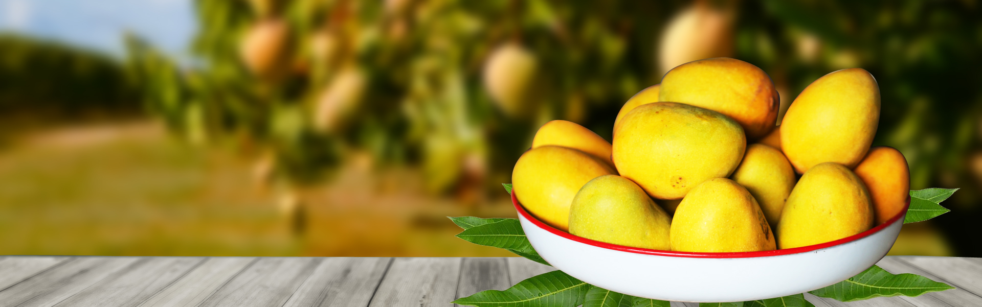 Mango Home - ZZ - Fresh Mangoes